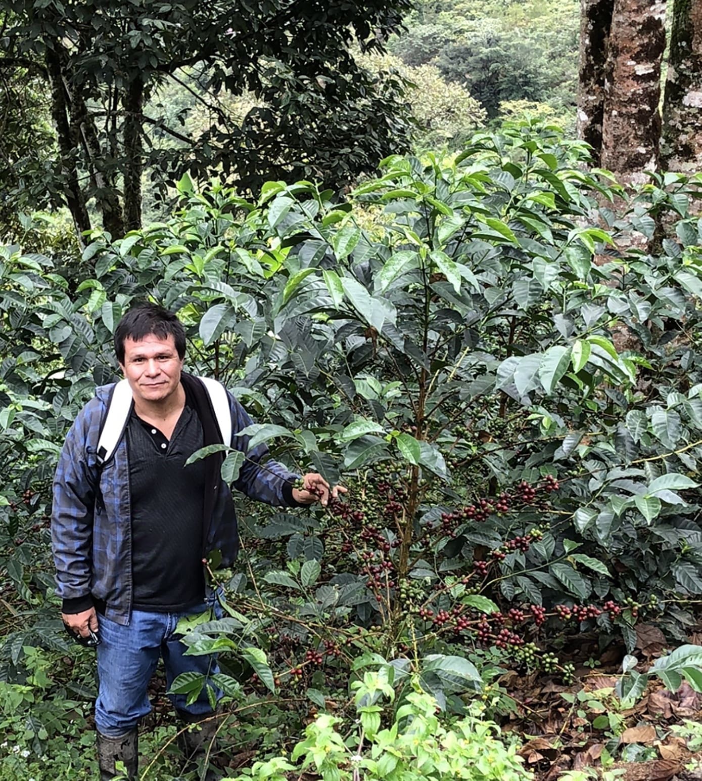 Decaf Peru – Medium roast coffee - Klekolo World Coffee