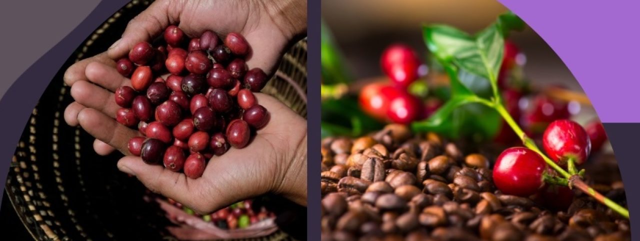 Klekolo World Coffee, Not Average Coffee! We Are Spectacular